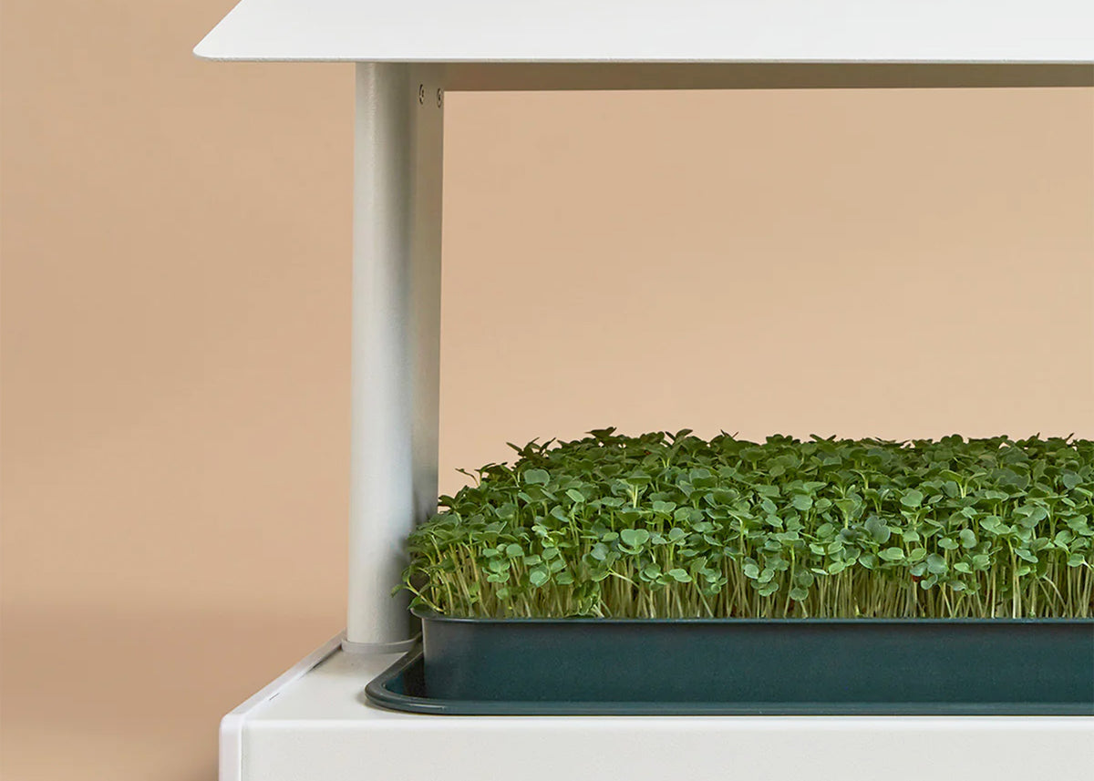 Seed & Soil Packet - Arugula – Woodland Mod